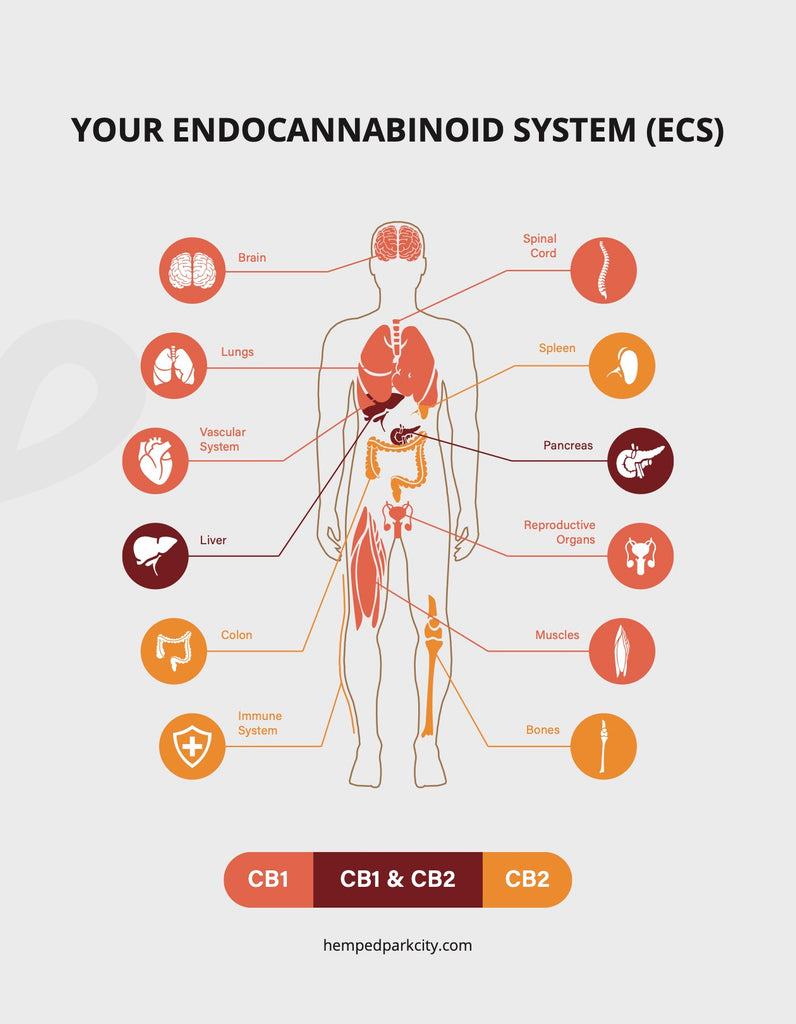 CBD & Your Endocannabinoid System(ECS) – Hemped Park City